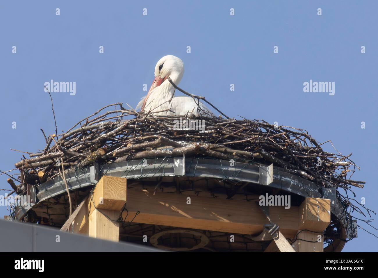 Die Störche sind zurück aus ihrem Winterquartier. Storch auf dem frisch ...