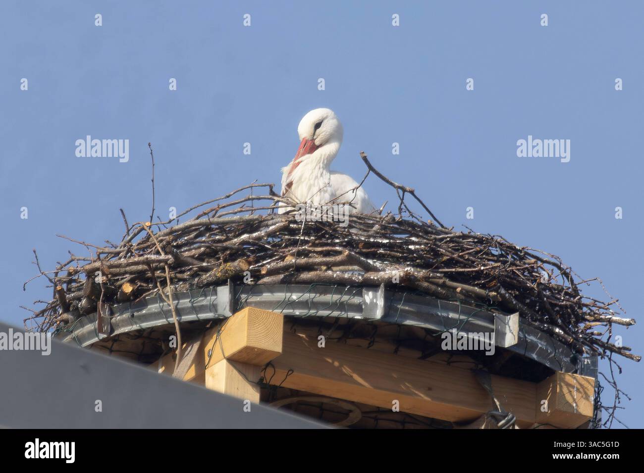 Die Störche sind zurück aus ihrem Winterquartier. Storch auf dem frisch ...