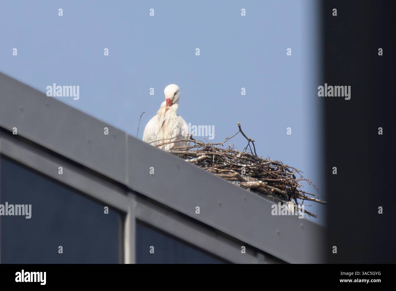 Die Störche sind zurück aus ihrem Winterquartier. Storch auf dem frisch ...