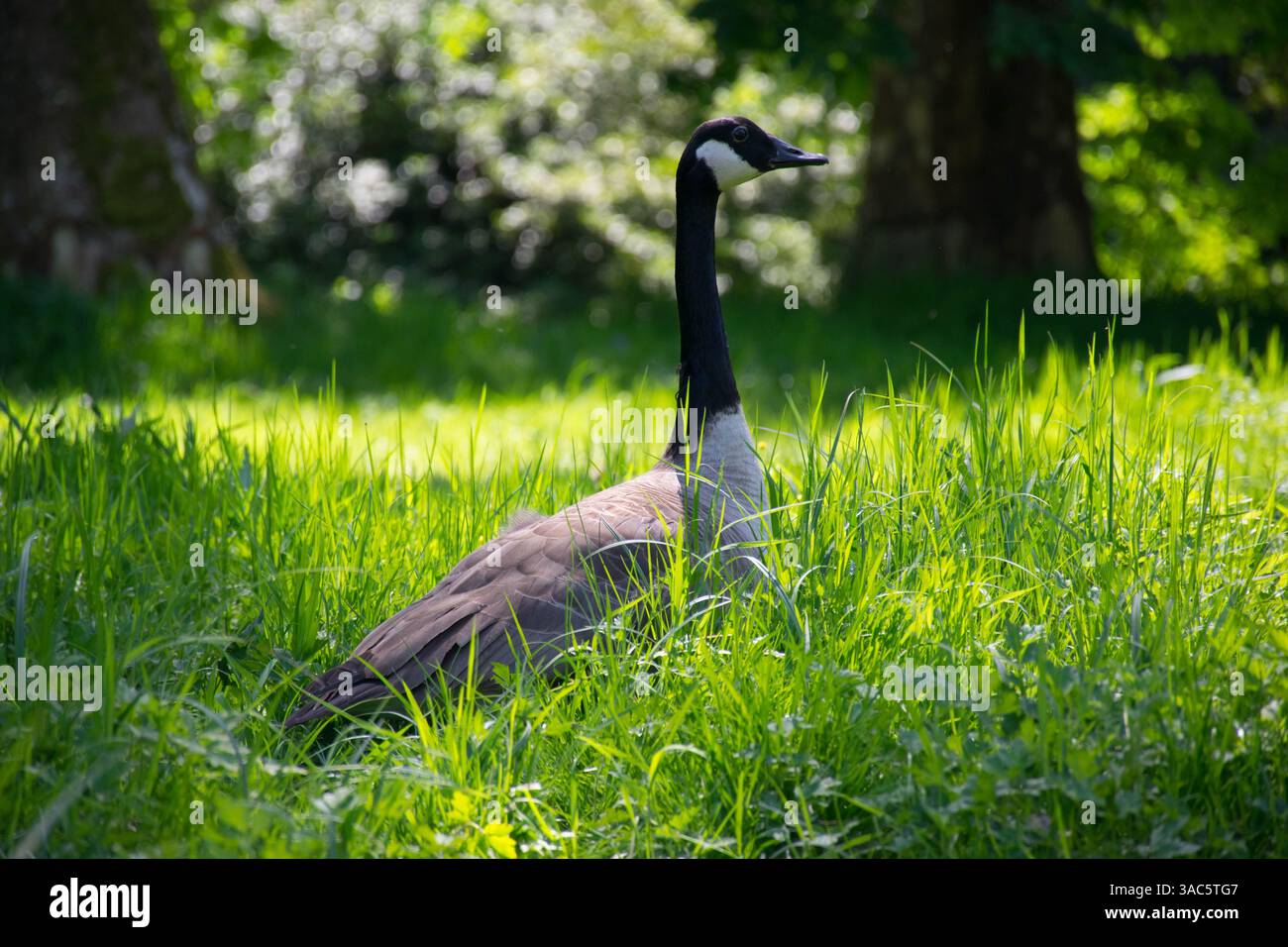Canadensis standing on ground hi-res stock photography and images - Alamy
