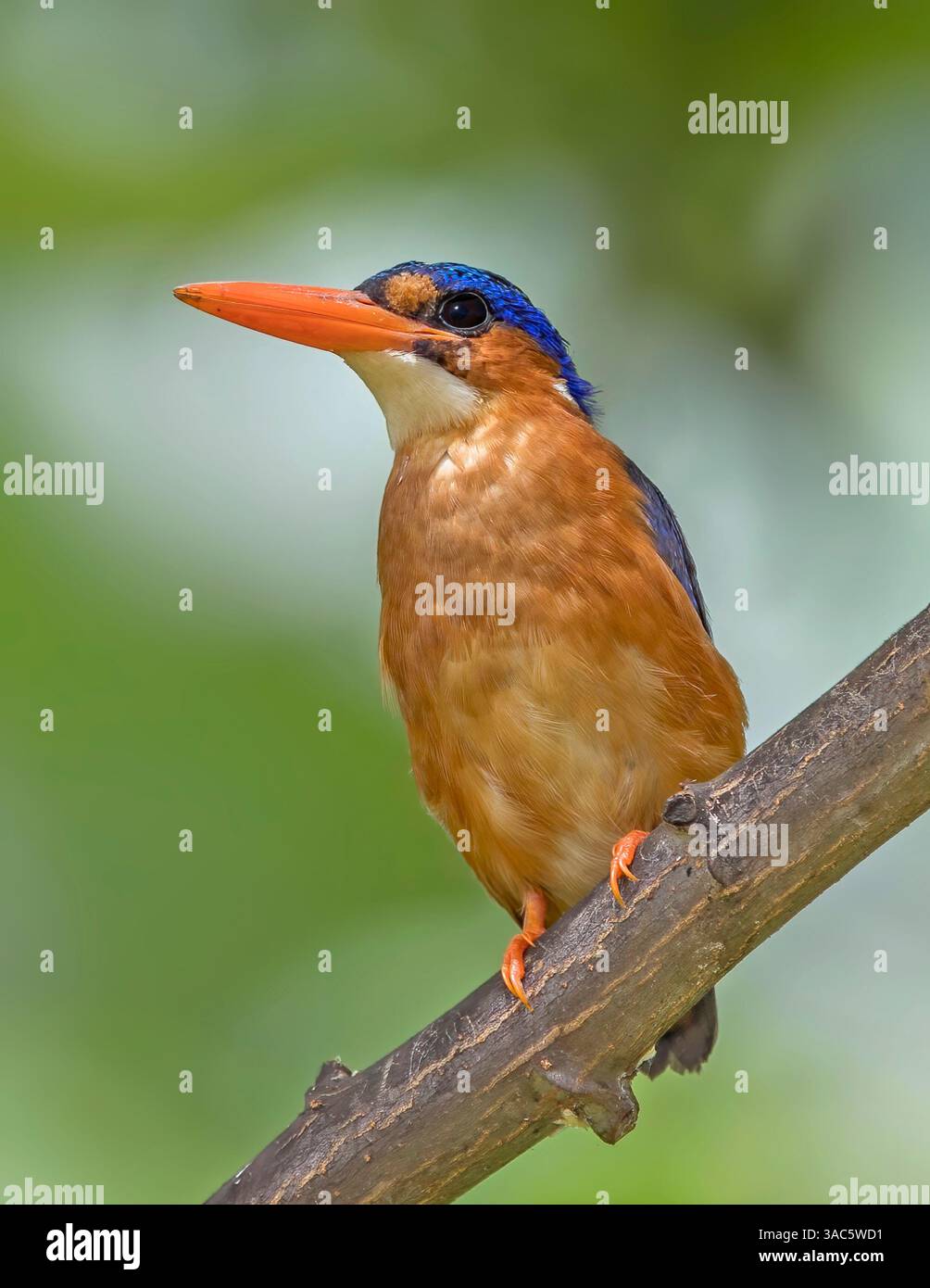 Kingfisher of India Stock Photo - Alamy