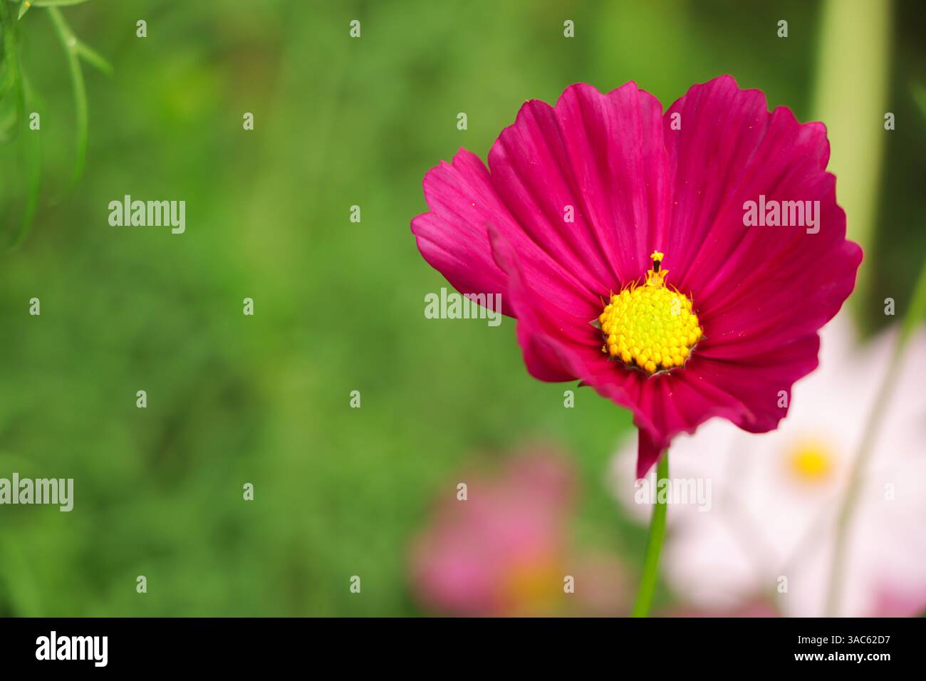 Beautiful cosmos flower sunrise hi-res stock photography and images - Alamy