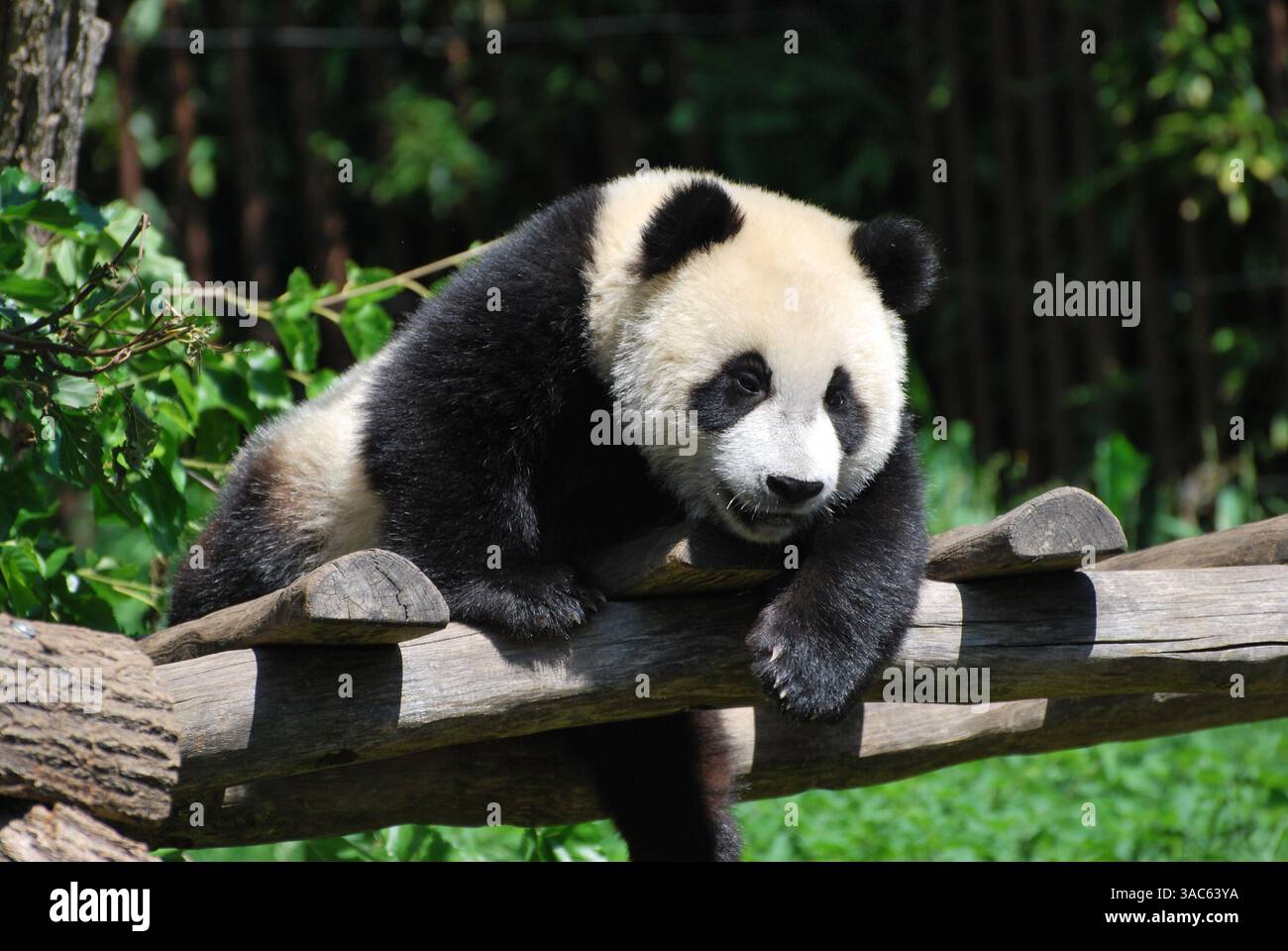 Panda in zoo Pairi Daiza Belgium Stock Photo - Alamy