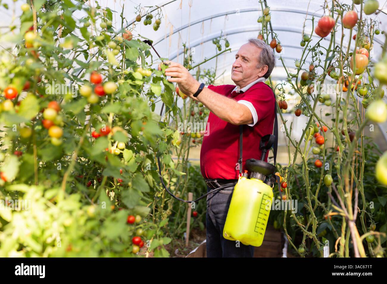 Mature man applying insecticide on vegetables in backyard greenhouse ...