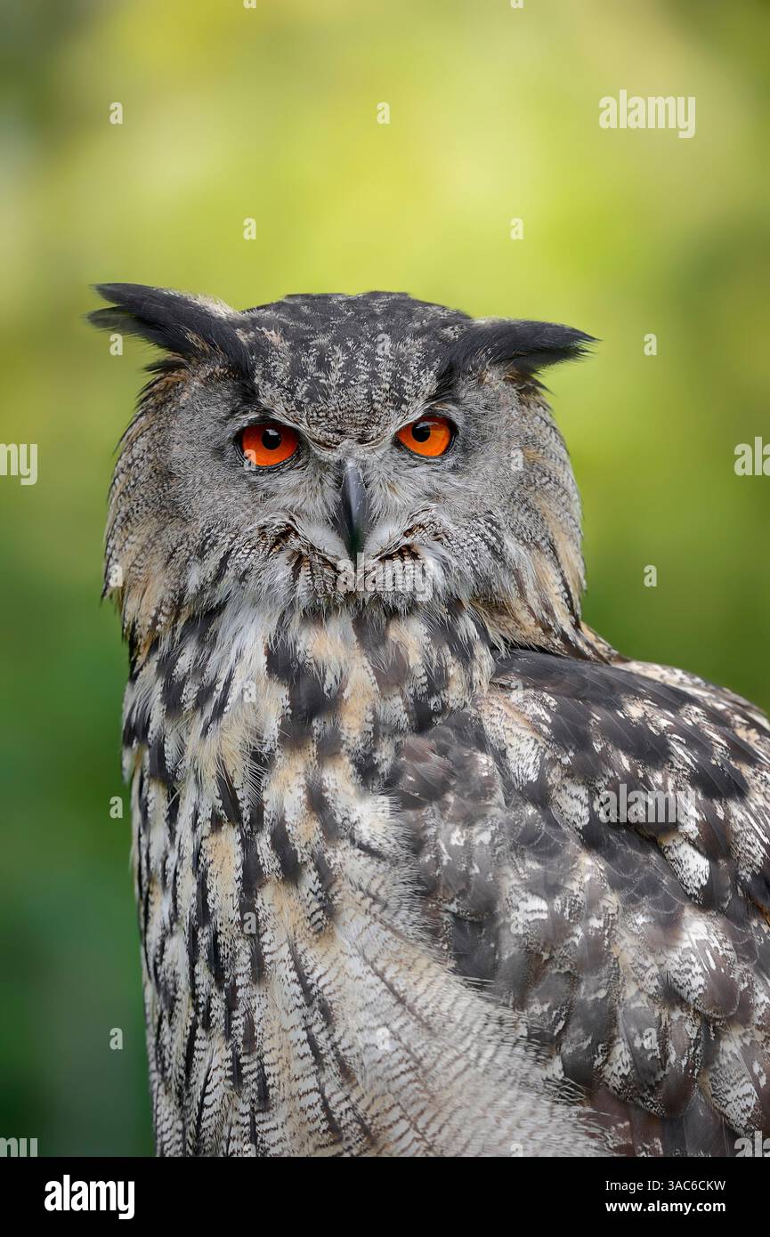 Eurasian Eagle Owl (Bubo bubo), Germany | Europäischer Uhu (Bubo bubo ...