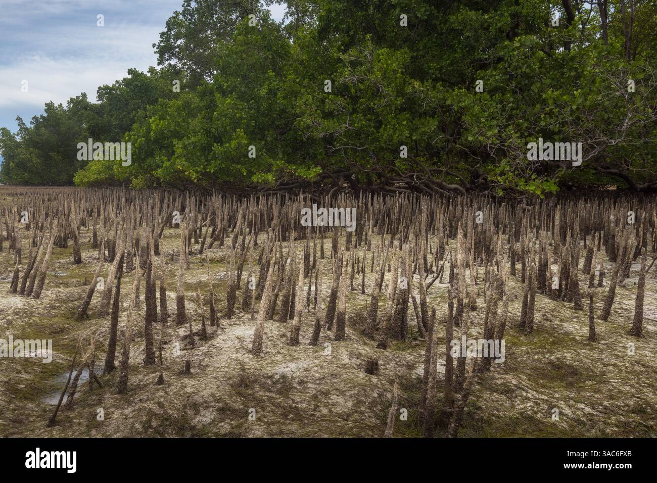 Lush mangrove forest with dense root system during low tide along the ...