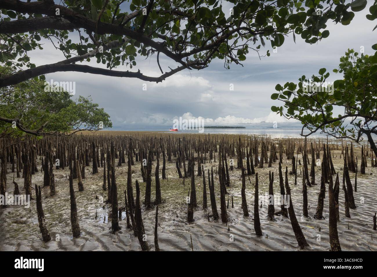 Lush mangrove forest with dense root system during low tide along the ...