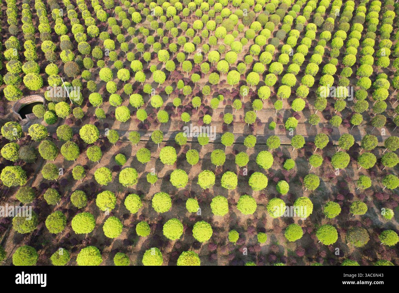 NEIJIANG, CHINA - APRIL 3, 2025 - Aerial photo shows flowering tree and ...