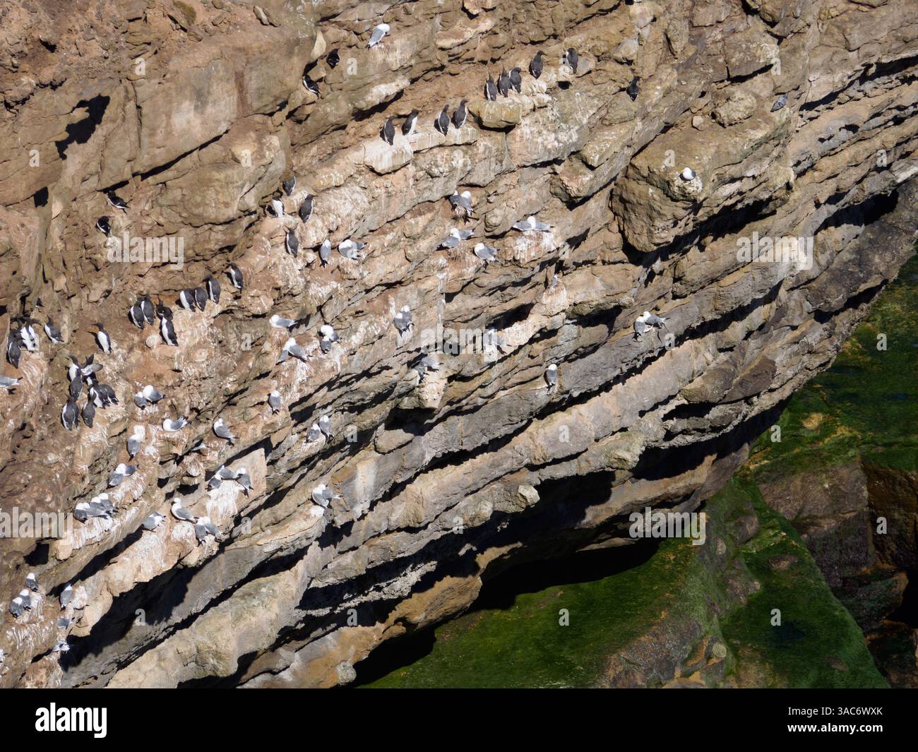 Seabirds nesting on cliff ledges on Carr Naze, Filey Stock Photo - Alamy