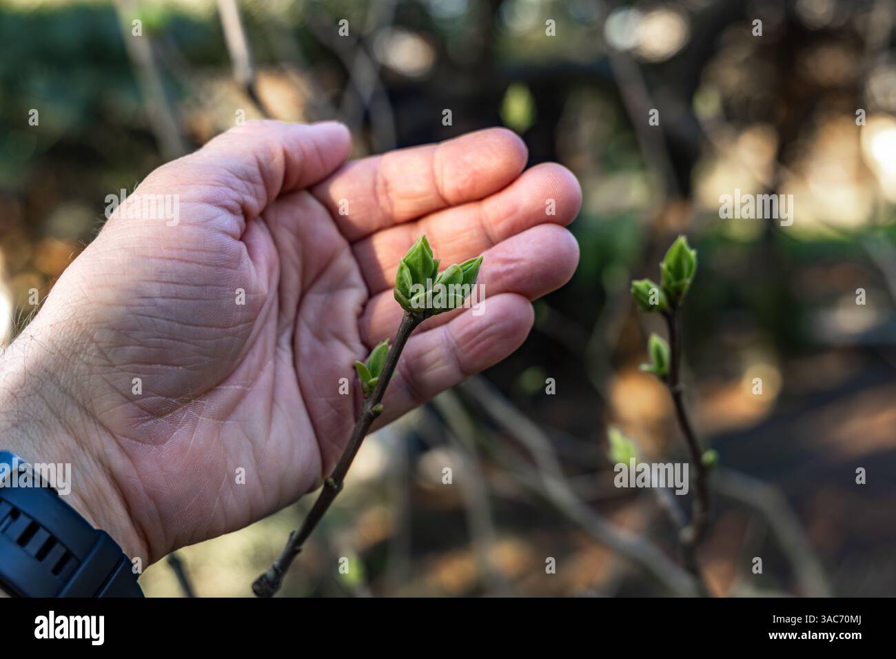A small apple blossom bud in the hands of a gardener, protecting young ...
