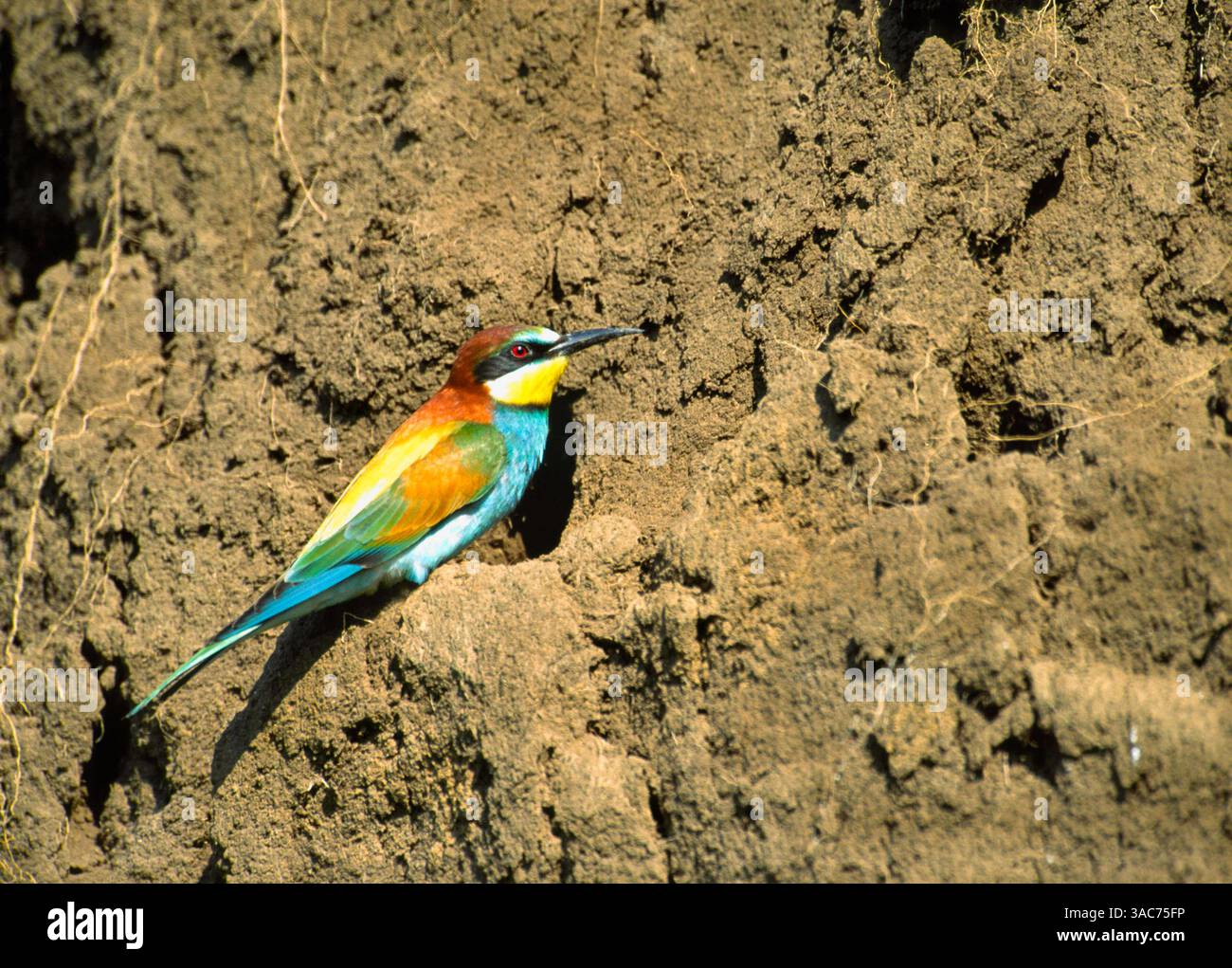 May 09, 2001; Hortobagy, HUNGARY; The EUROPEAN BEE-EATER, (Merops ...