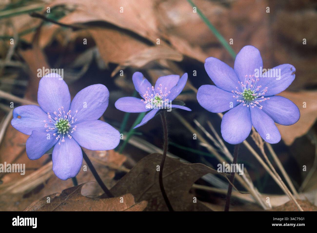 The doctrine of signatures hi-res stock photography and images - Alamy