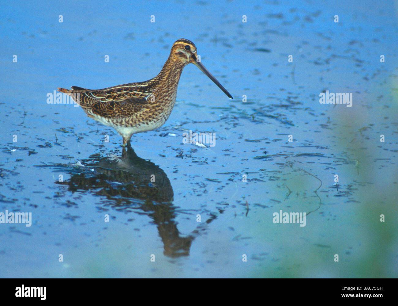 Fairly shy bird hi-res stock photography and images - Alamy