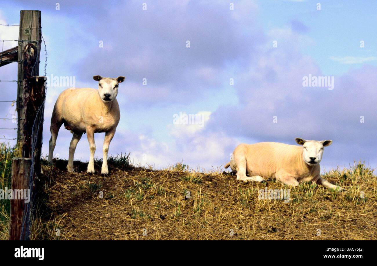 Jul 02, 2003; Texel, NETHERLANDS; The DOMESTIC SHEEP (Ovis aries) is a ...