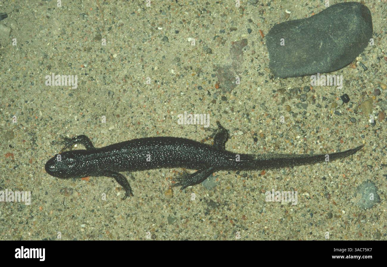 Sep 28, 2003; Steinborn, Rhineland-Palatinate, GERMANY; The GREAT ...