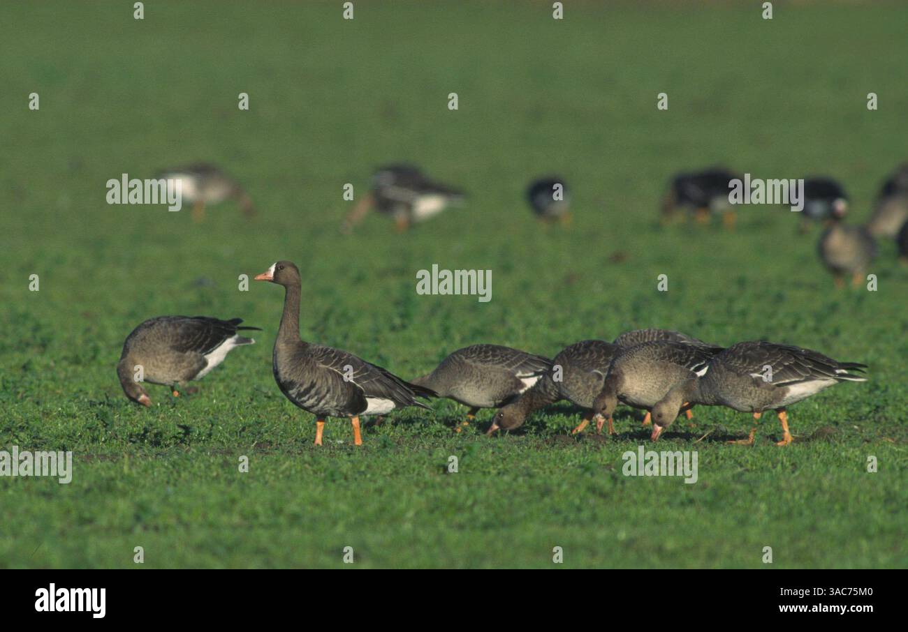 Jan 02, 2003; Texel, NETHERLANDS; Breeding across the tundra from ...