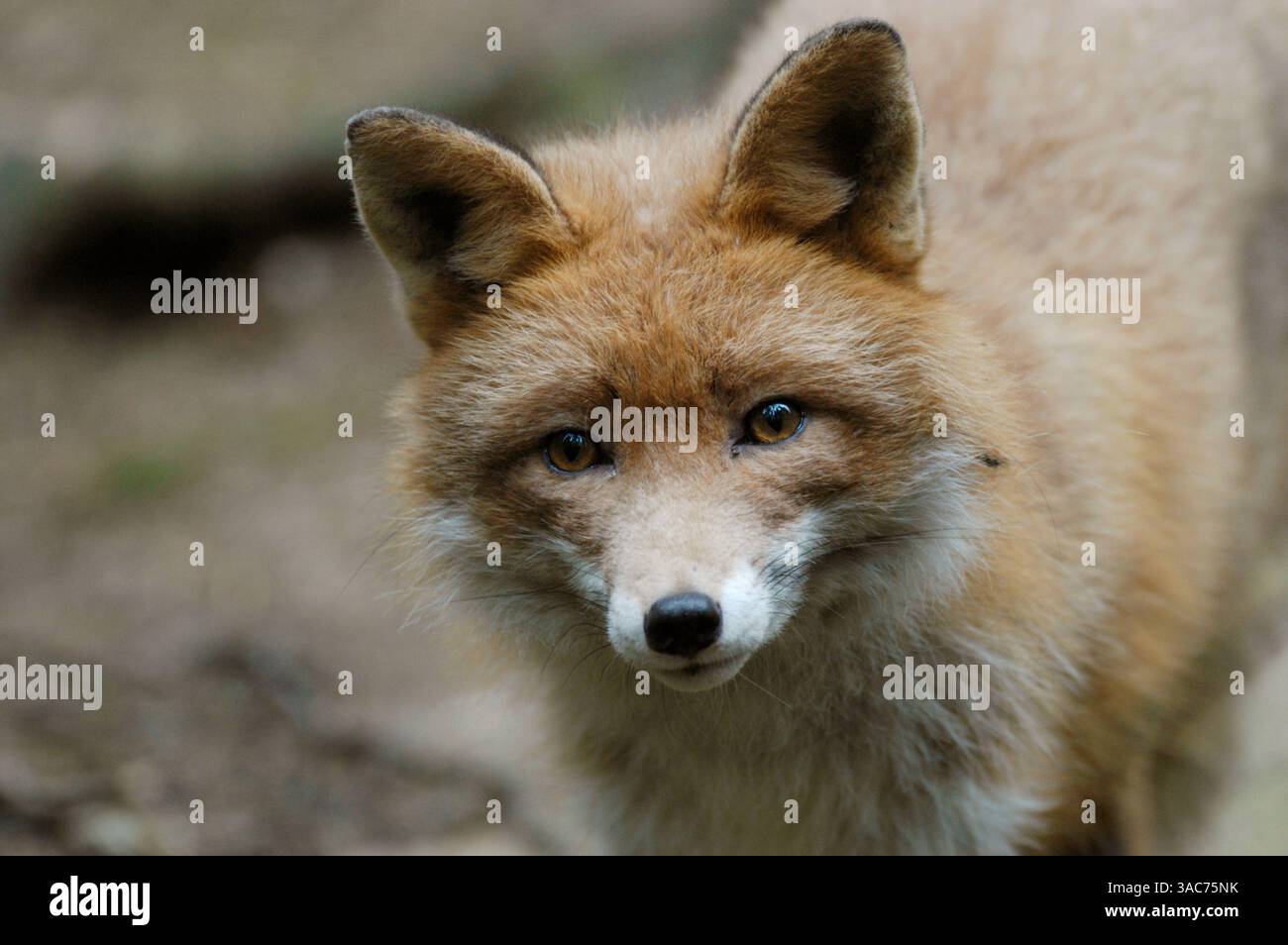 Silver morph red fox hi-res stock photography and images - Alamy