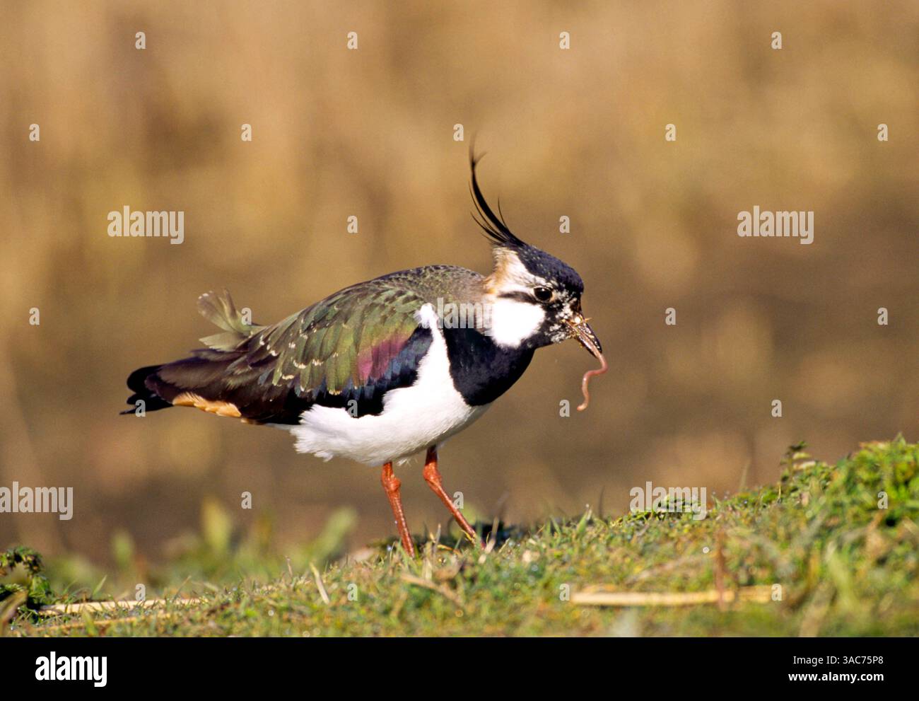 Also called a peewit hi-res stock photography and images - Alamy
