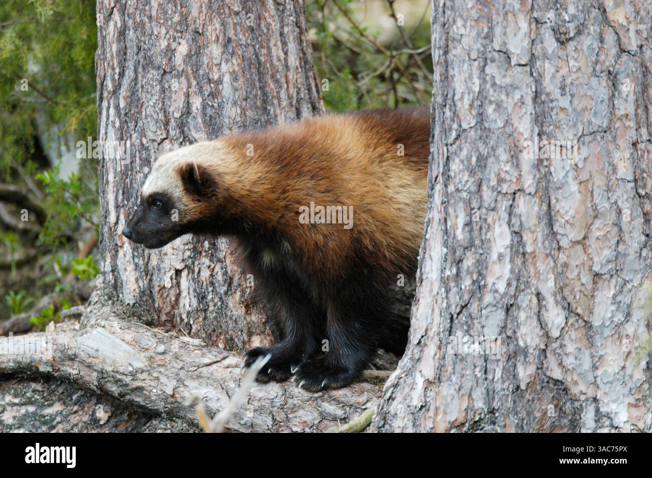 Wolverine moose hi-res stock photography and images - Alamy