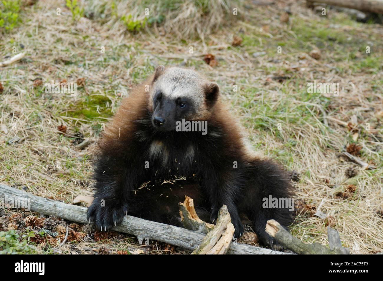 Jun 21, 2004; Hamra National Park, SWEDEN; The WOLVERINE (Gulo gulo) is ...