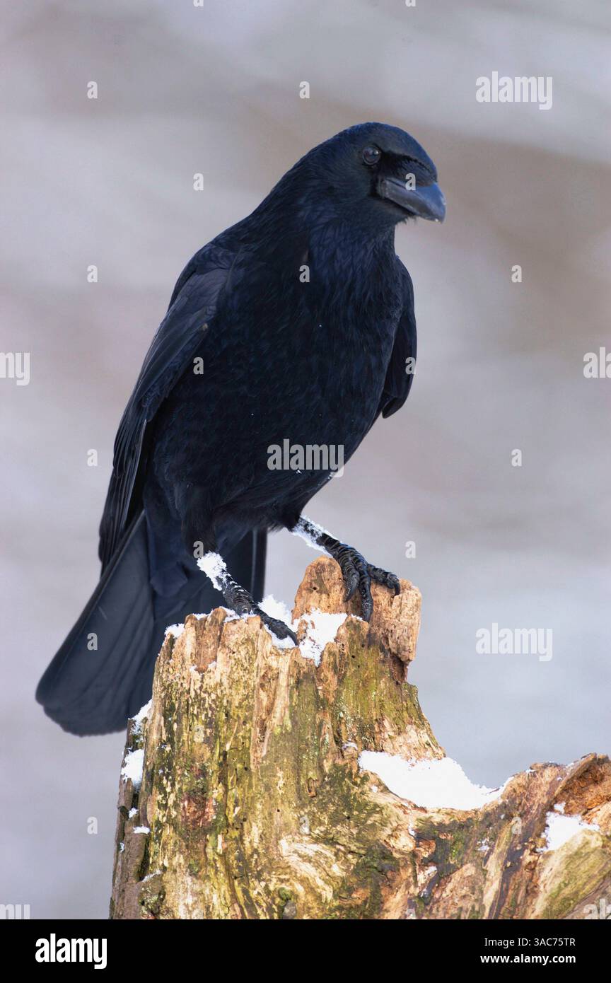Kill crows hi-res stock photography and images - Alamy