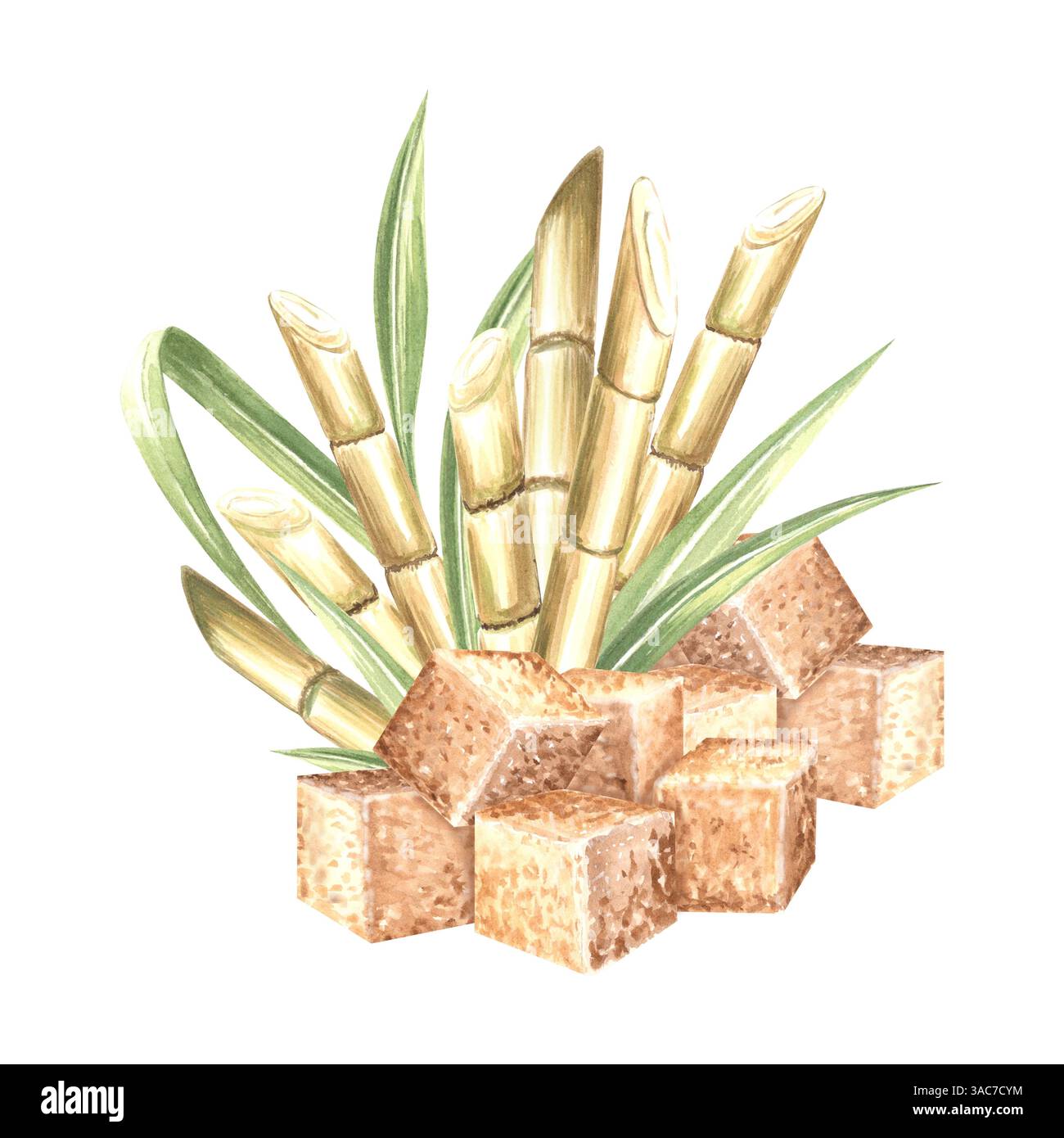 Brown sugar cubes and sugar cane cut stalks with leaves watercolor ...