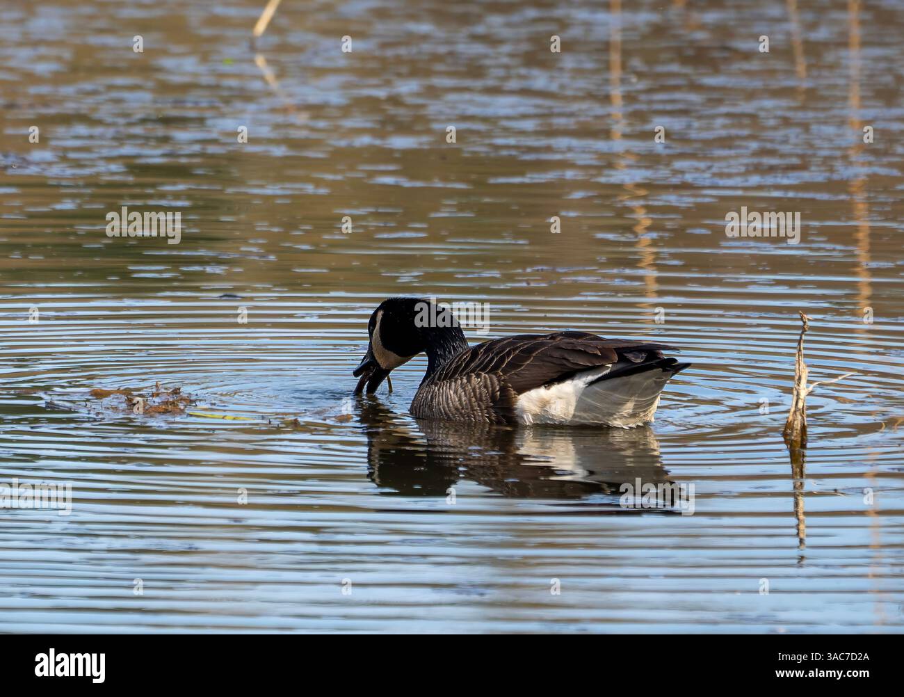 Adult Canada Goose (Branta canadensis) at Lakeford Lakes in Suffolk, UK ...