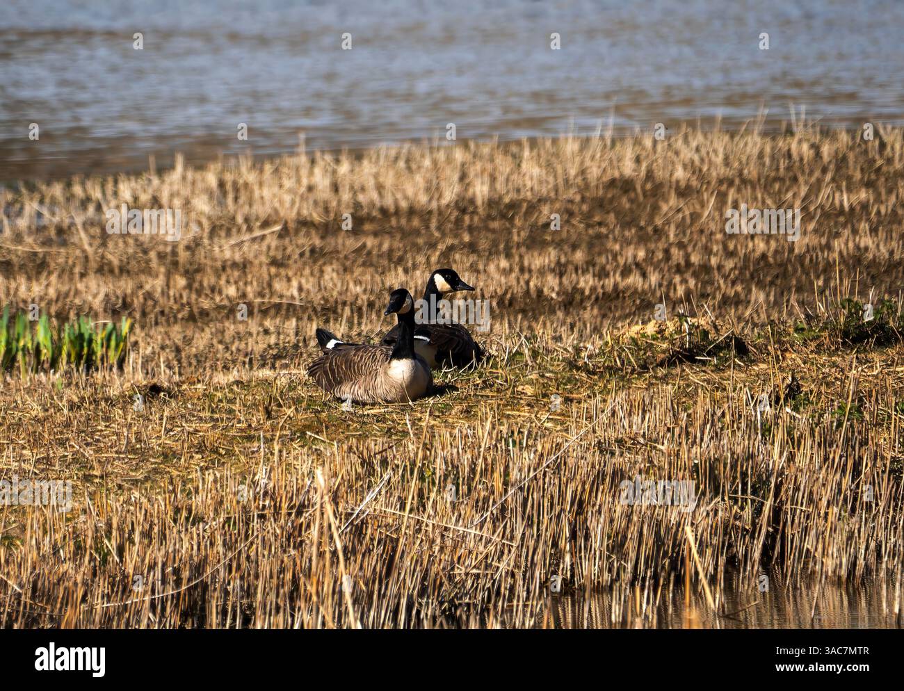 Adult Canada Goose (Branta canadensis) at Lakeford Lakes in Suffolk, UK ...