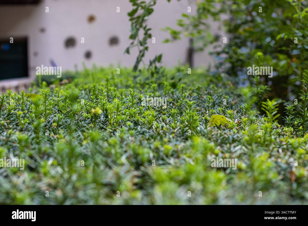 Residential building garden hedge hi-res stock photography and images ...