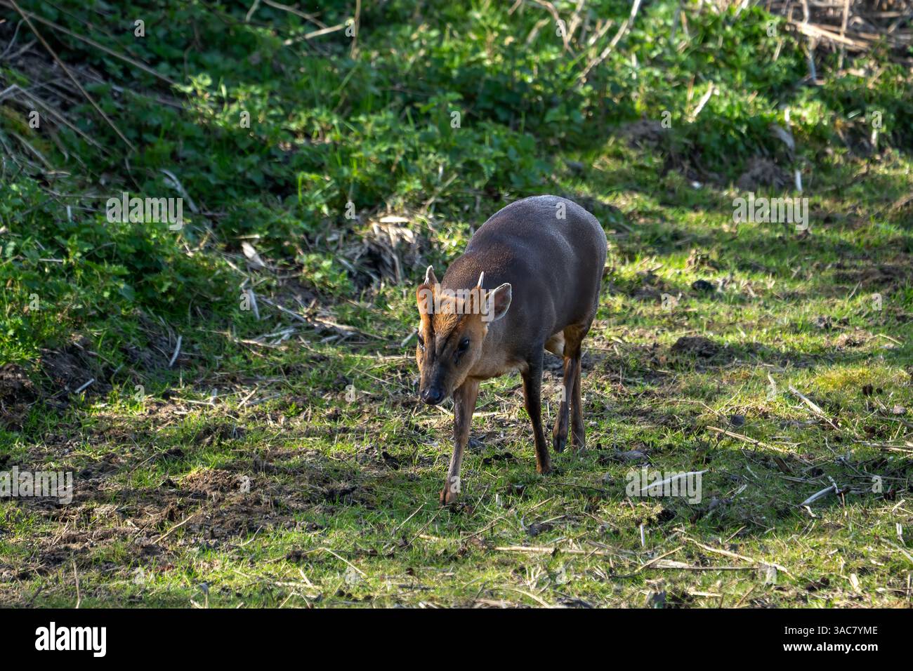 A lone Reeve's Muntjac (Muntiacus reevesi) at Lakeford Lakes in Suffolk ...