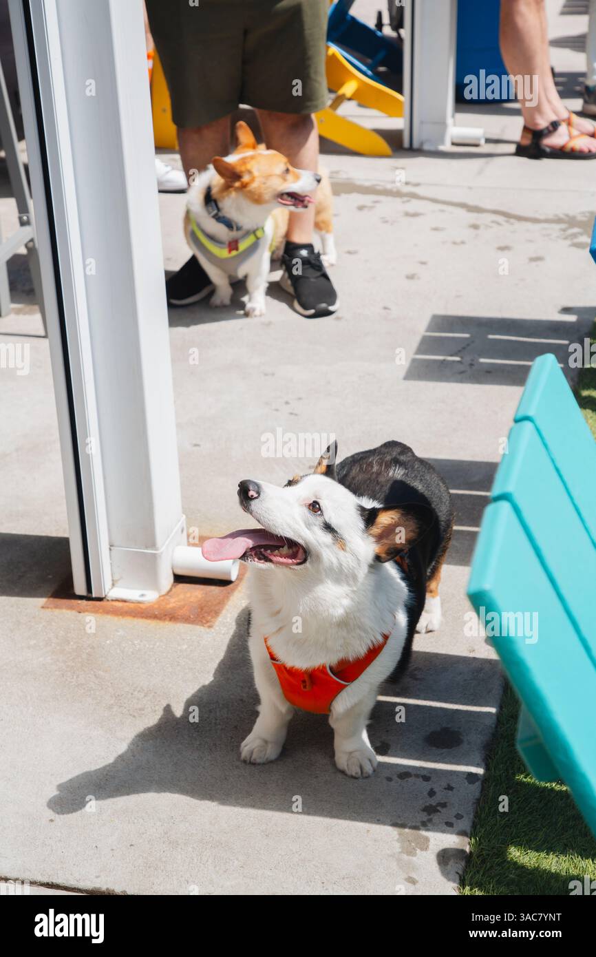 Pet outings hi-res stock photography and images - Alamy