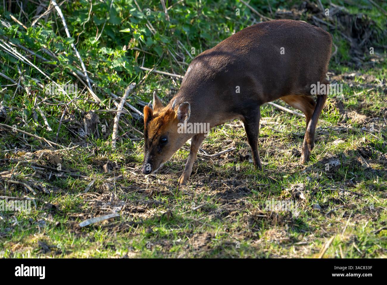 A lone Reeve's Muntjac (Muntiacus reevesi) at Lakeford Lakes in Suffolk ...
