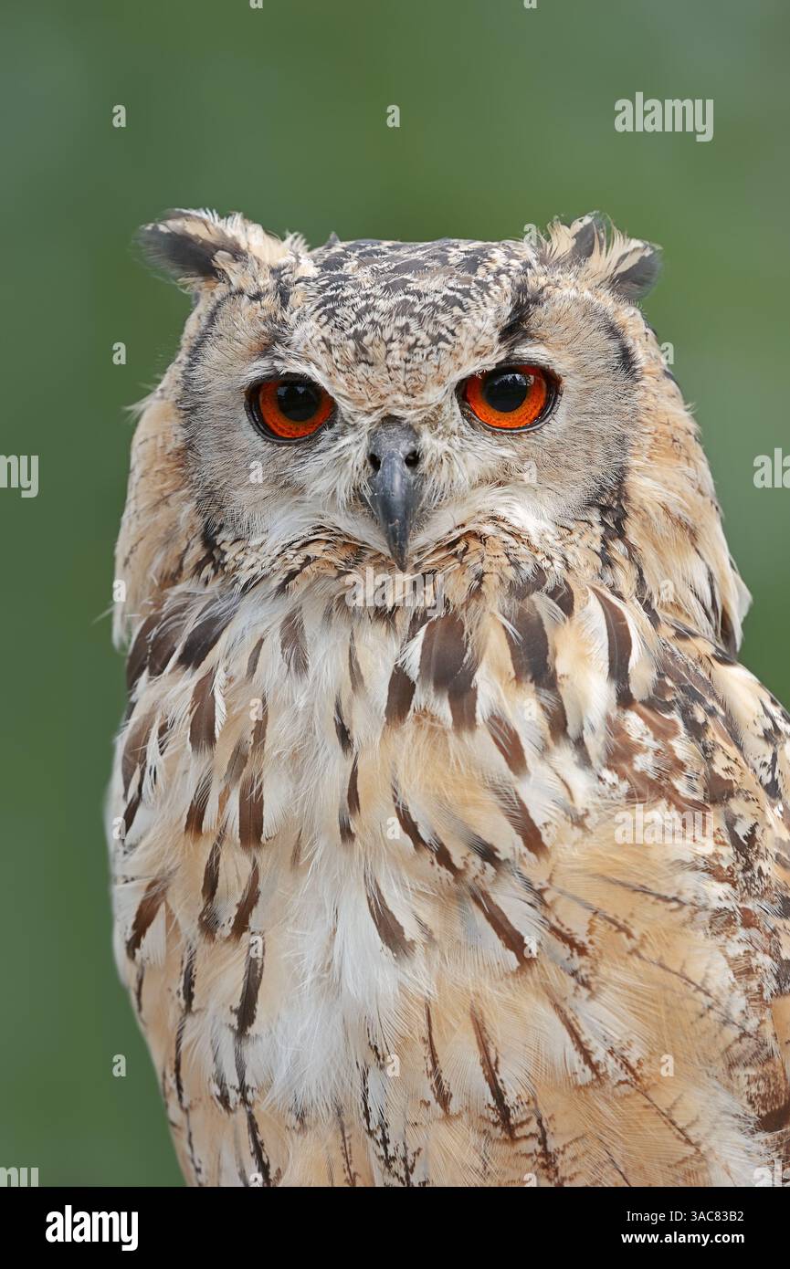 Rock Eagle-Owl or Indian Eagle Owl (Bubo bengalensis) | Bengalenuhu ...
