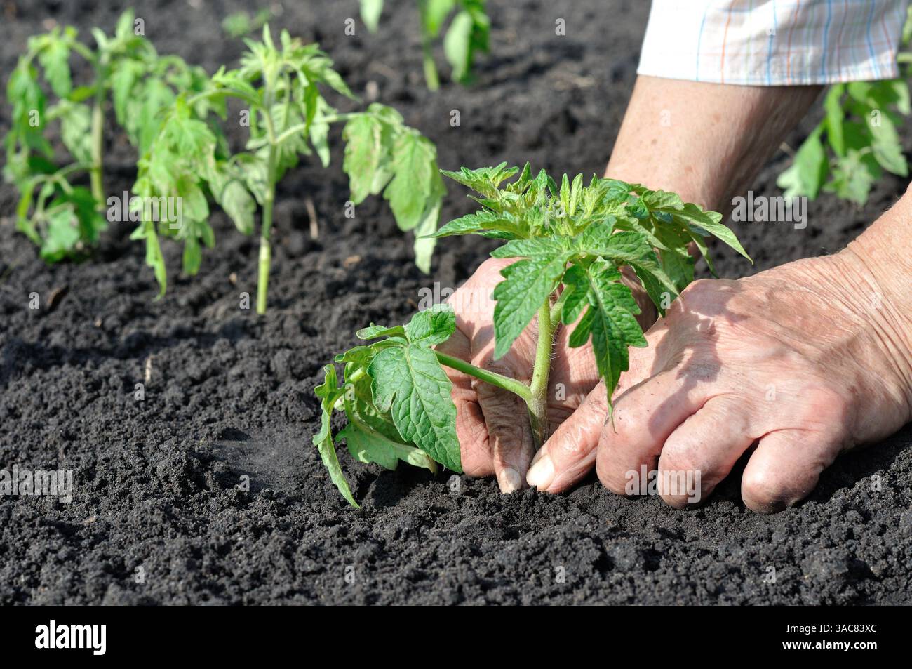 hands of senior woman planting a tomato seedling in the vegetable ...