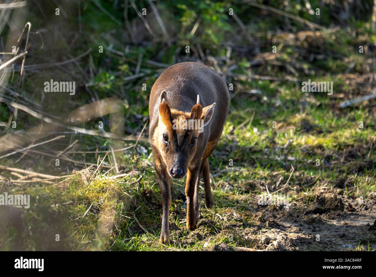 A lone Reeve's Muntjac (Muntiacus reevesi) at Lakeford Lakes in Suffolk ...