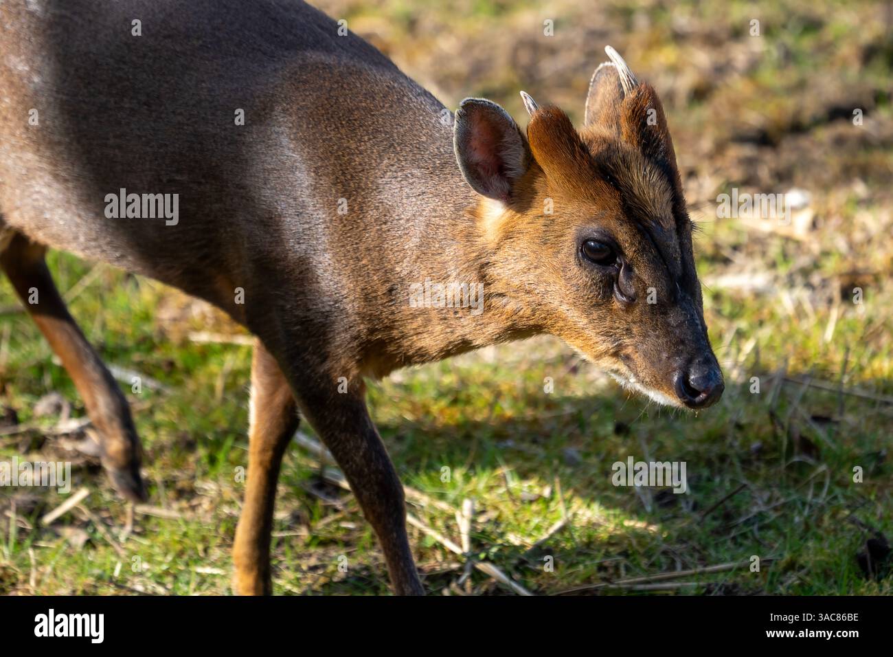 A lone Reeve's Muntjac (Muntiacus reevesi) at Lakeford Lakes in Suffolk ...