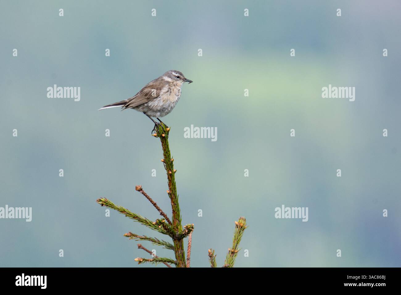 Water pipit (Anthus spinoletta) in its mountain habitat. Water pipit is ...