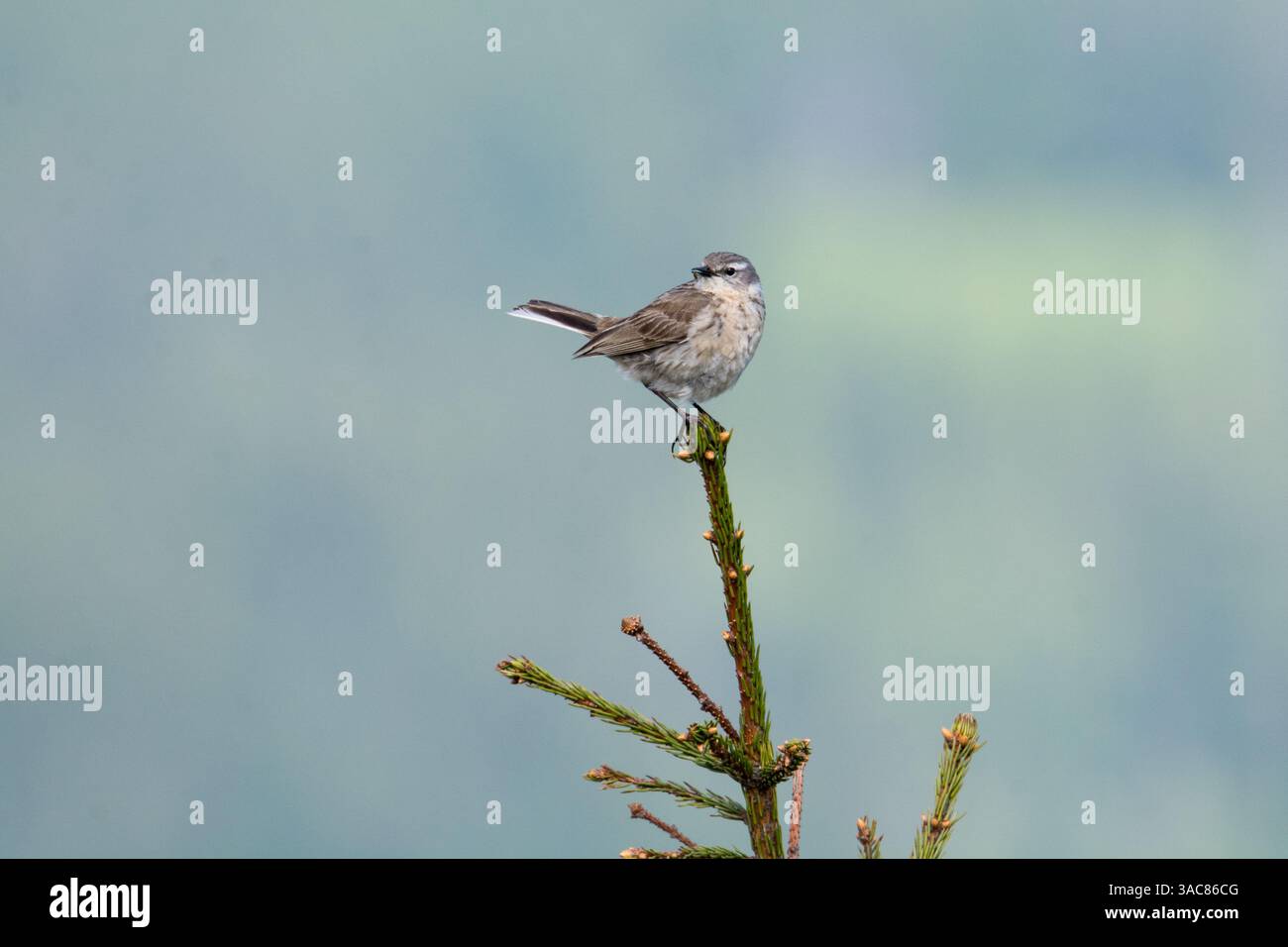 Water pipit (Anthus spinoletta) in its mountain habitat. Water pipit is ...