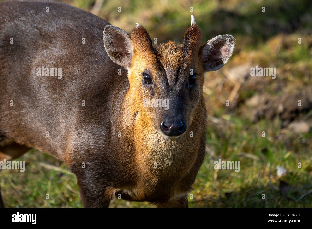 A lone Reeve's Muntjac (Muntiacus reevesi) at Lakeford Lakes in Suffolk ...