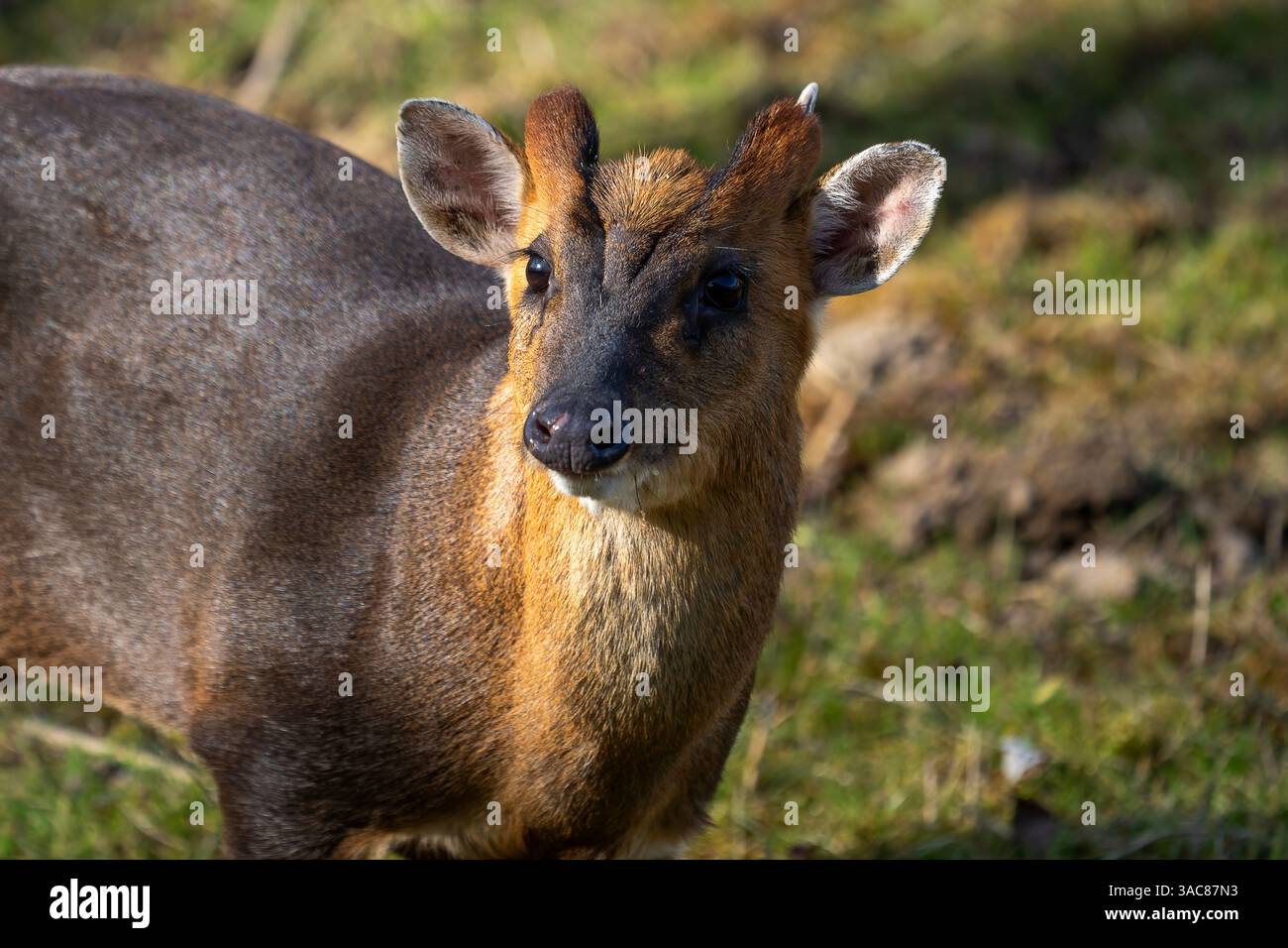 A lone Reeve's Muntjac (Muntiacus reevesi) at Lakeford Lakes in Suffolk ...