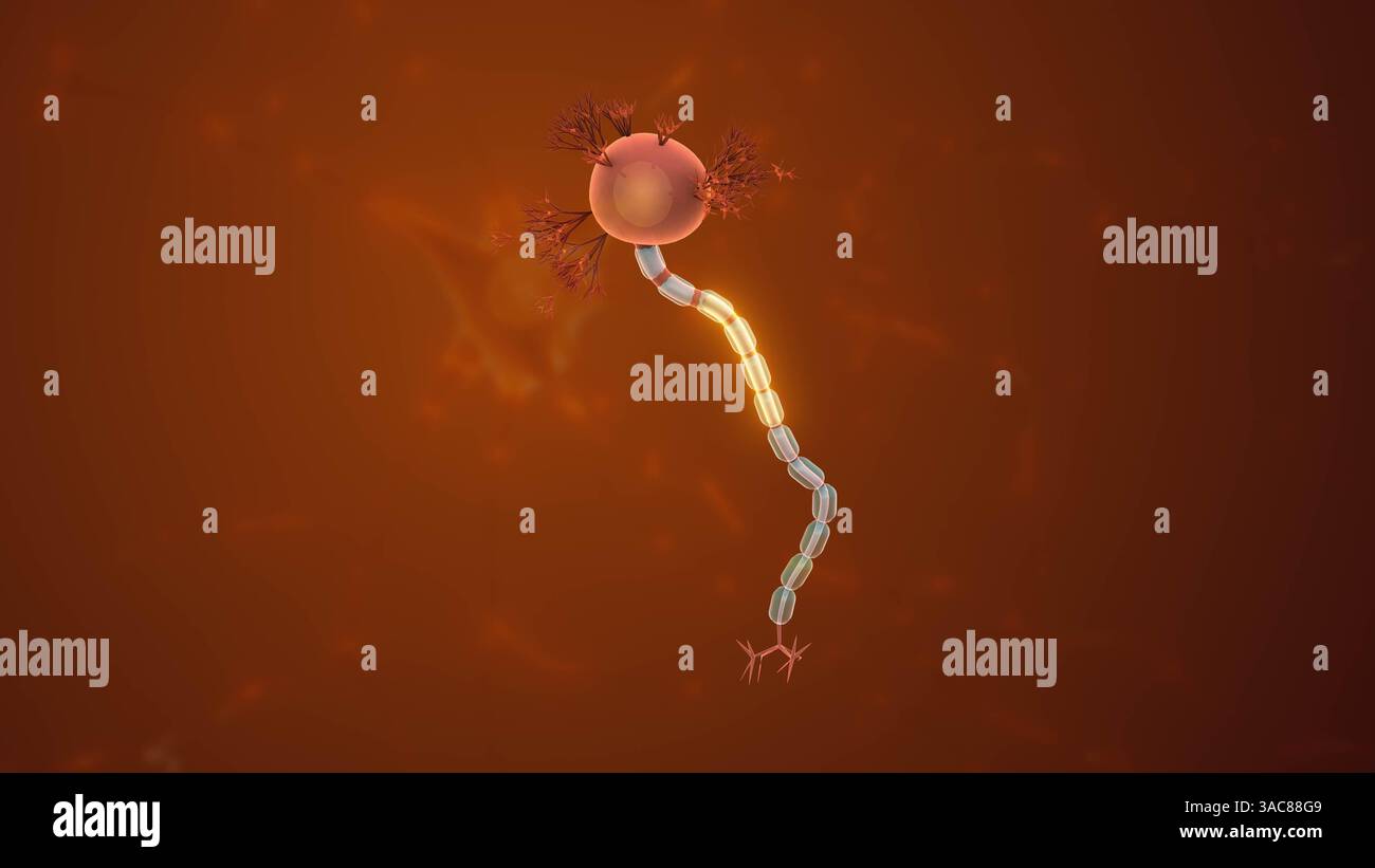 Neuron Transmission Facilitating Communication Across Nervous System ...