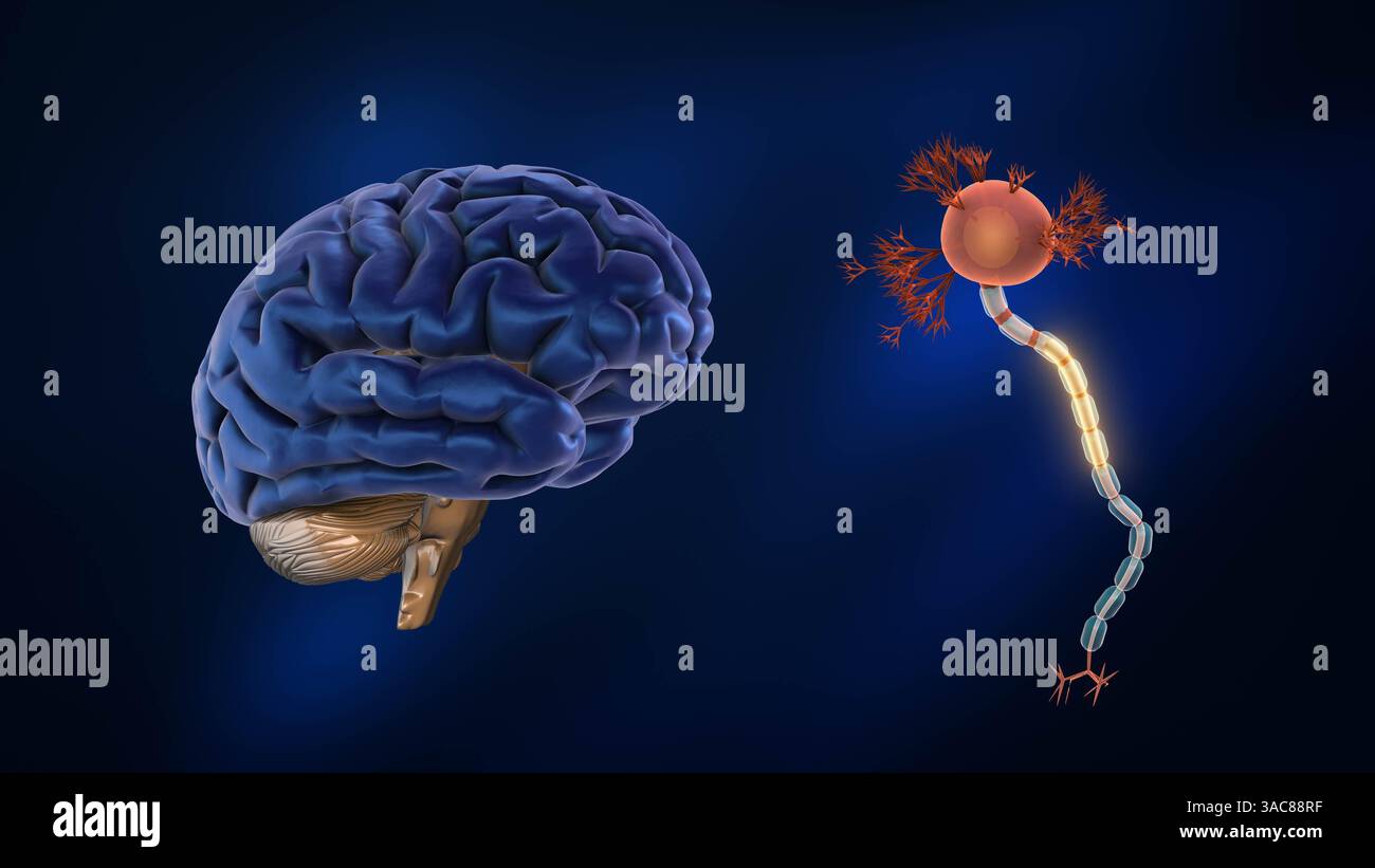 Brain and Neurons Working Together for Transmission Stock Photo - Alamy
