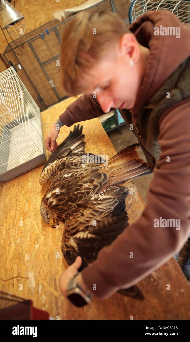 03 April 2025, Saxony-Anhalt, Halberstadt: An injured red kite is examined by animal keeper ...
