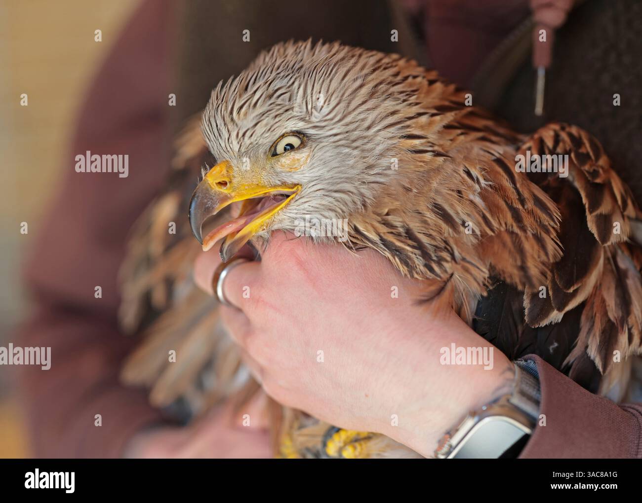 03 April 2025, Saxony-Anhalt, Halberstadt: An injured red kite is ...