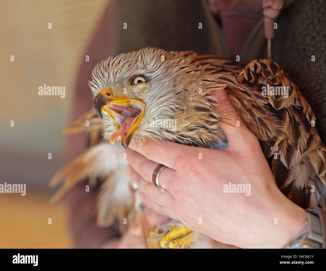 03 April 2025, Saxony-Anhalt, Halberstadt: An injured red kite is ...