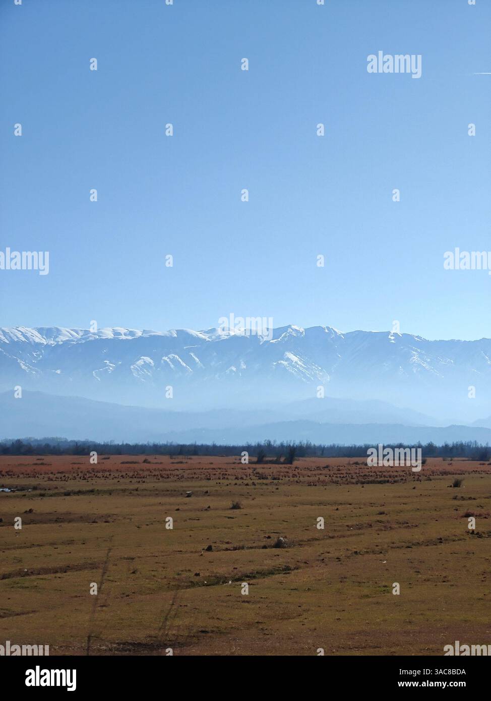 Golden Field and Distant Snowy Mountains under Clear Sky Stock Photo ...