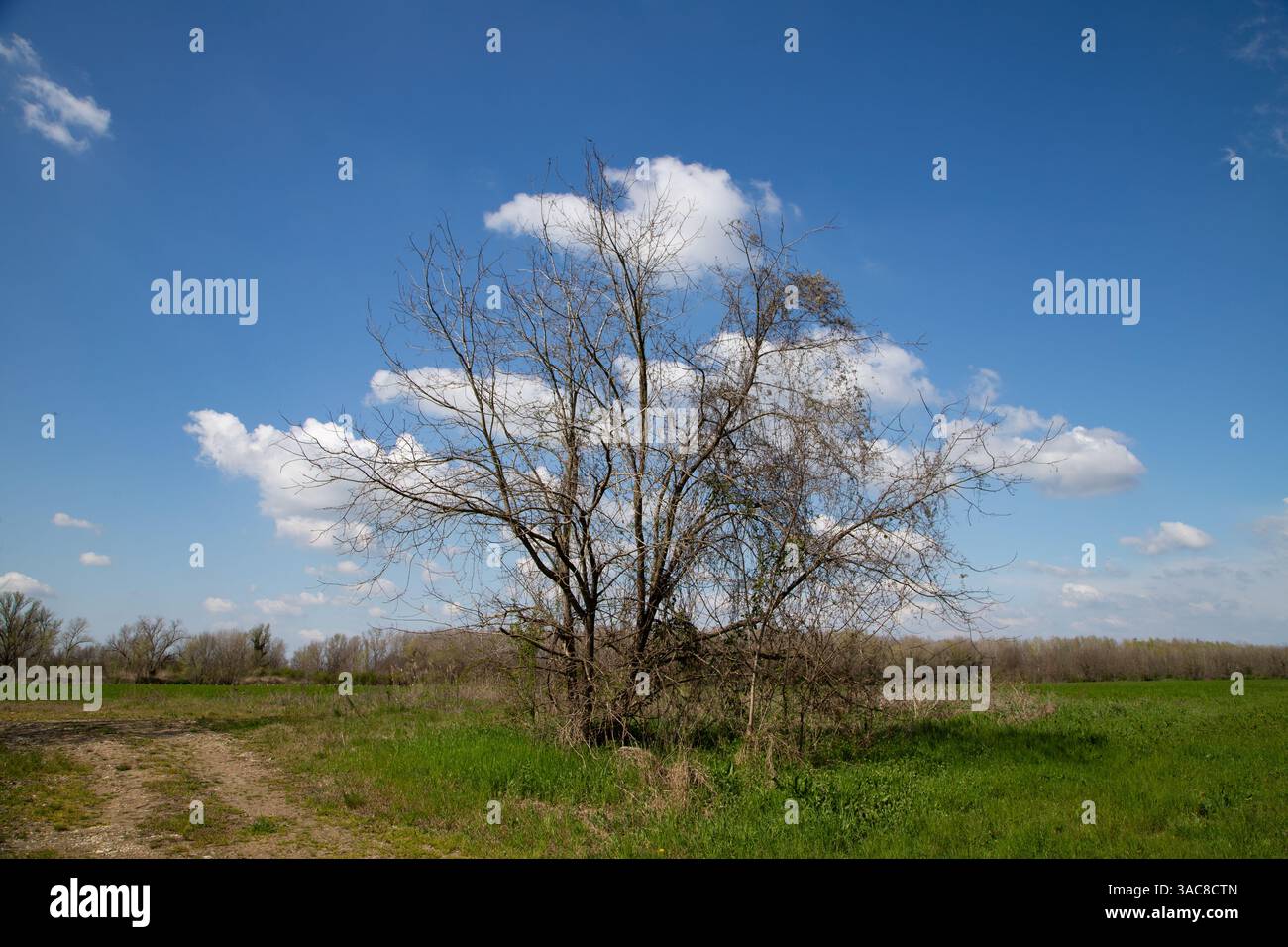 Leafless tree with clouds behind resembling foliage dramatic sky nature ...