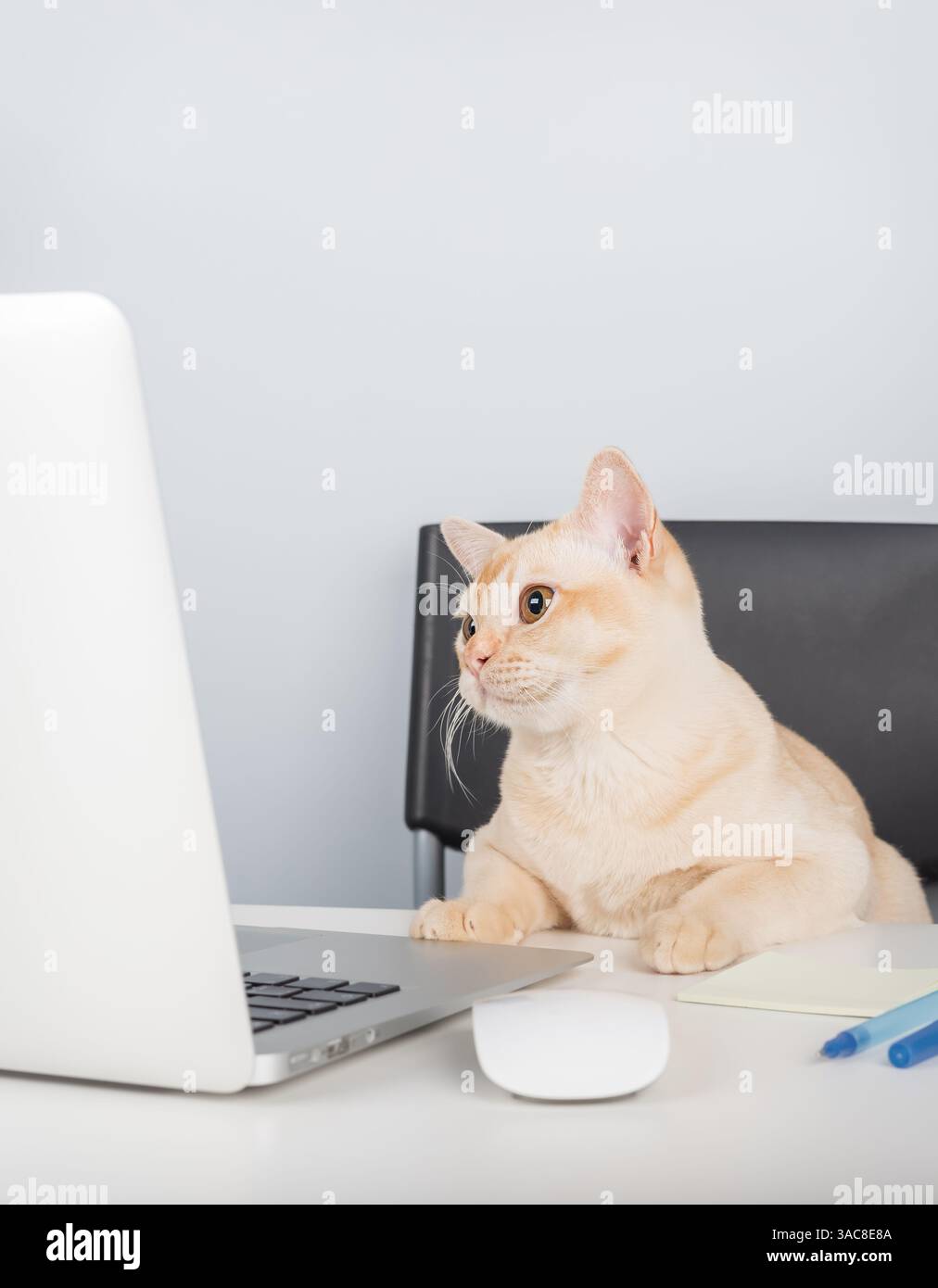 Pet pro hi-res stock photography and images - Alamy