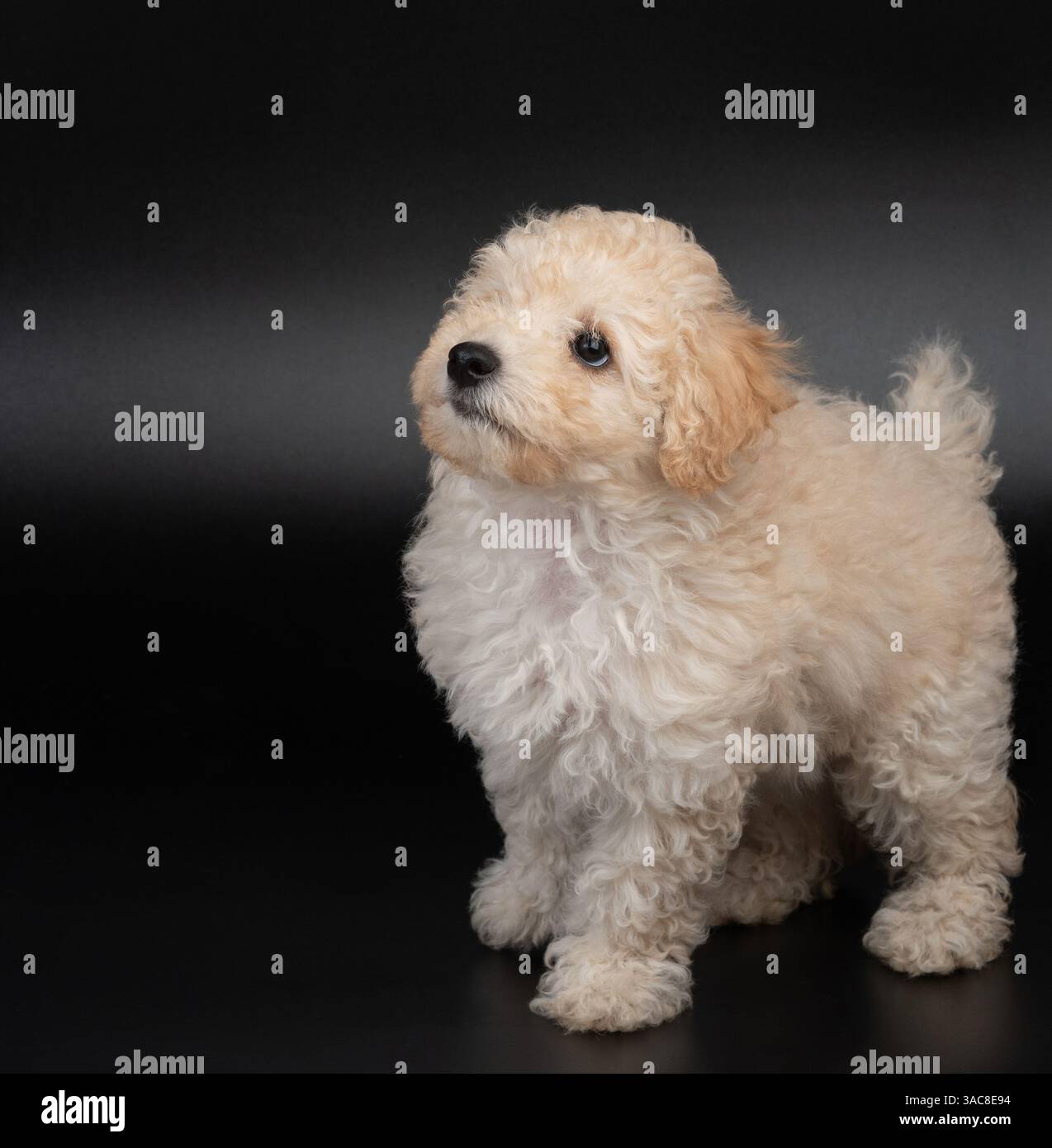 Portrait of cute fluffy poodle puppy isolated on black studio ...