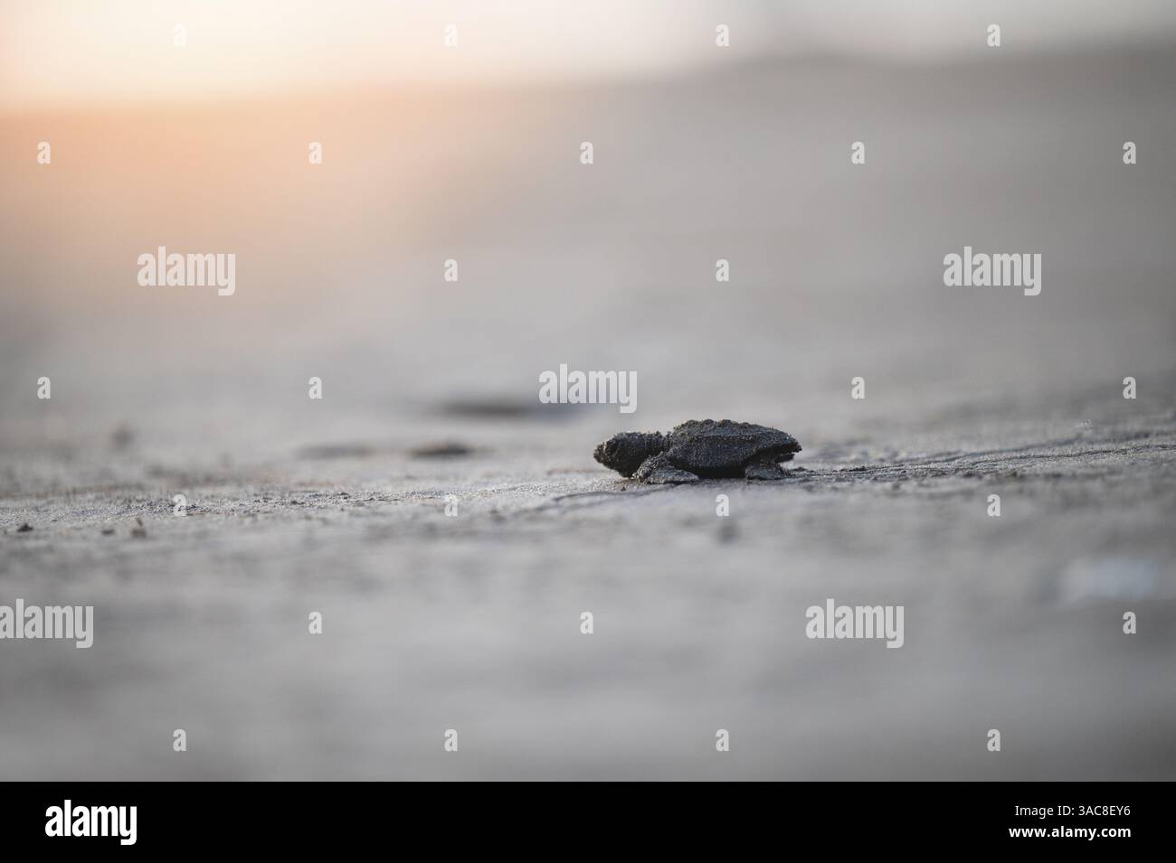 Baby turtle walk on beach sand on sunset light background Stock Photo ...